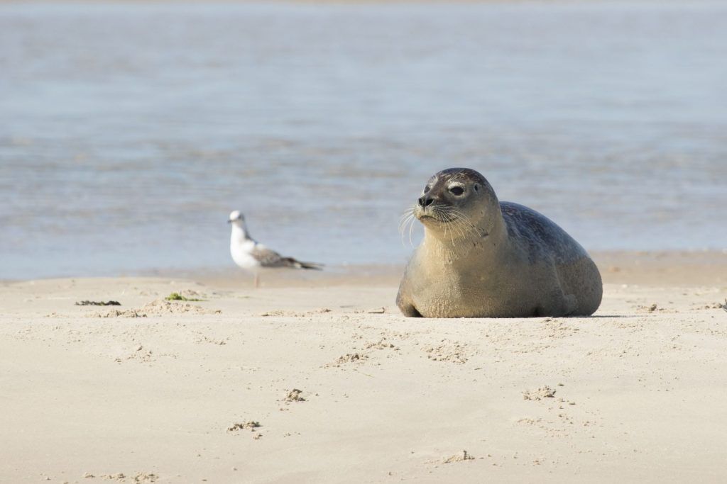 Bedrijfsuitje Vlieland. Beleef het ultieme eilandgevoel